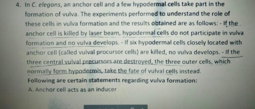 Solved 4 In C Elegans An Anchor Cell And A Few Hypodermal 3188