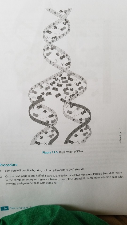 Solved Figure 12.3: Replication of DNA. Procedure . First | Chegg.com