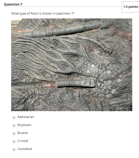 Solved Question 1 1.5 points What type of fossil is shown in | Chegg.com