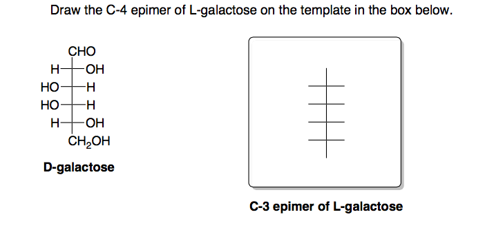 Solved Draw the C-4 epimer of L-galactose on the template in | Chegg.com