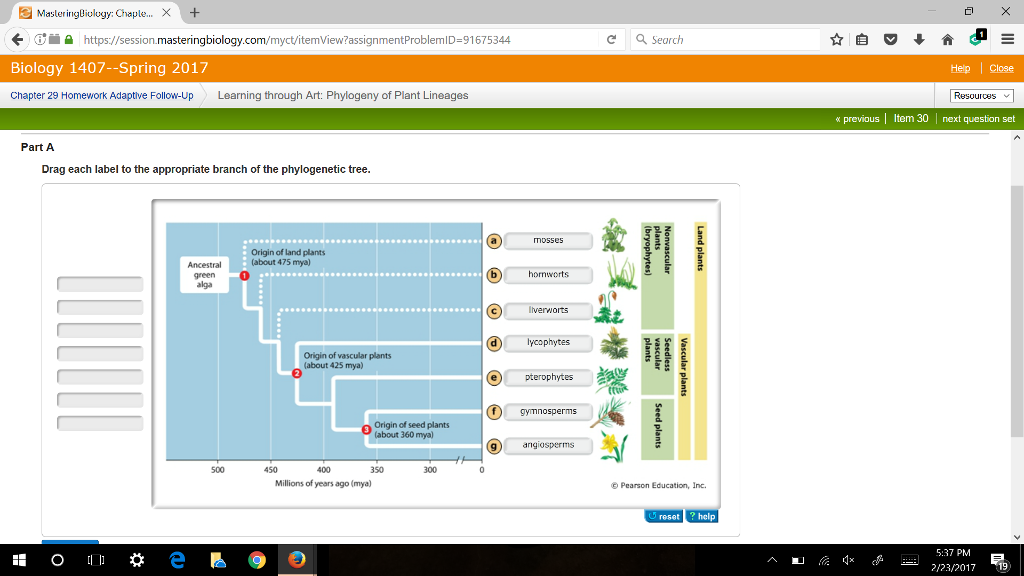 Solved: Drag Each Label To The Appropriate Branch Of The P... | Chegg.com