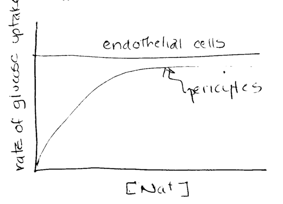 Solved 6. Endothelial Cells and Pericytes in the eye have | Chegg.com
