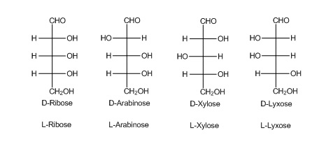 Solved From the choices given below select the aldopentose | Chegg.com