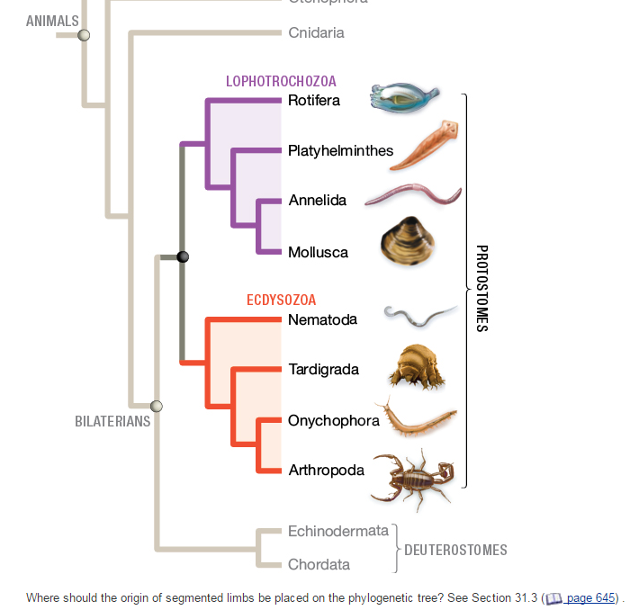 Where Should The Origin Of Segmented Limbs Be Chegg