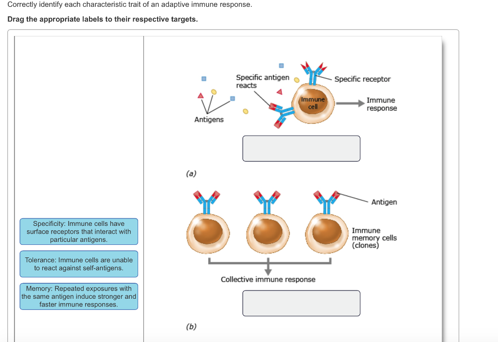 Solved Correctly identify each characteristic trait of an | Chegg.com