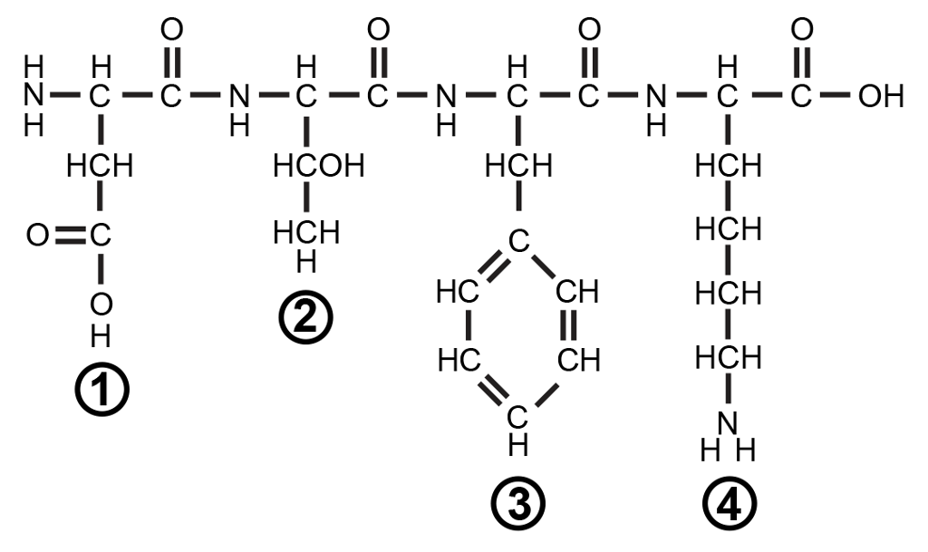 Solved HII N-c-c-H-c-c-n-l-c-n-c-c-0H HCH HCOH HCH HCH HCH | Chegg.com