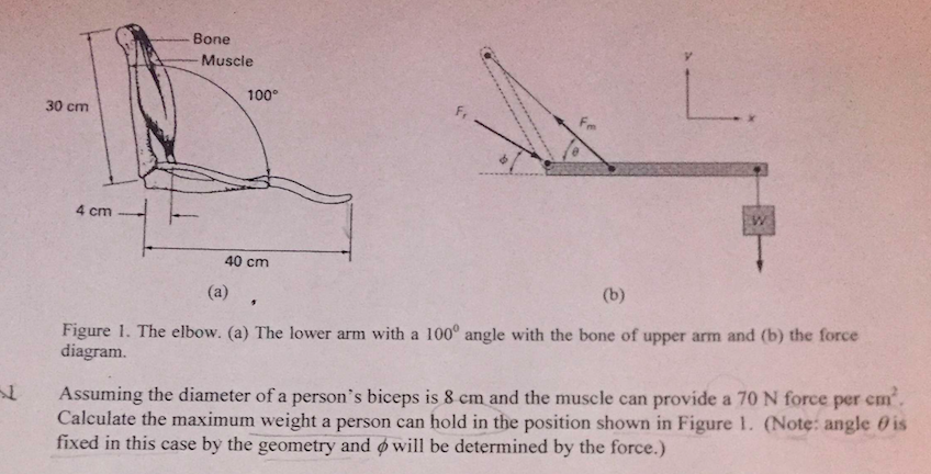 Solved Figure 1. The elbow. (a) The lower arm with a 100 | Chegg.com