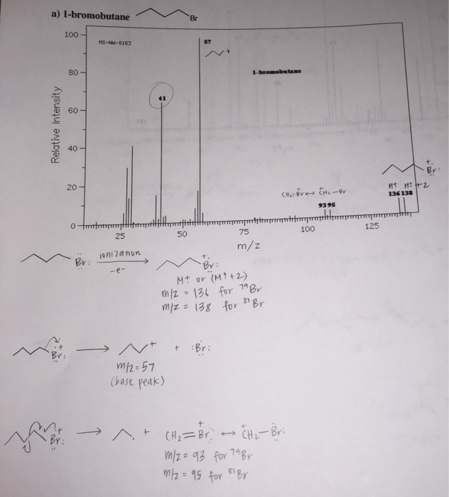 Solved The following is the mass spectrum for 1-bromobutane. | Chegg.com
