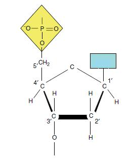 Solved The basic unit of DNA, a nucleotide, is pictured | Chegg.com