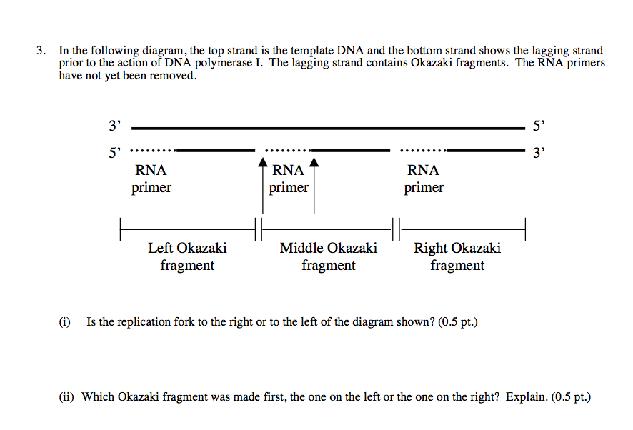 3. In the following diagram, the top strand is the | Chegg.com