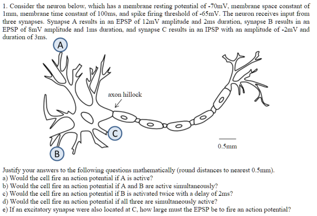Solved 1. Consider the neuron below, which has a membrane | Chegg.com