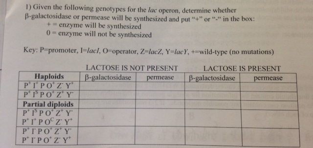 Solved 1) Given the following genotypes for the lac operon, | Chegg.com