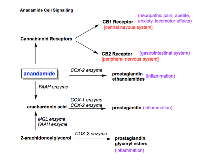 Solved Anandamide is the endogonous ligand of the | Chegg.com