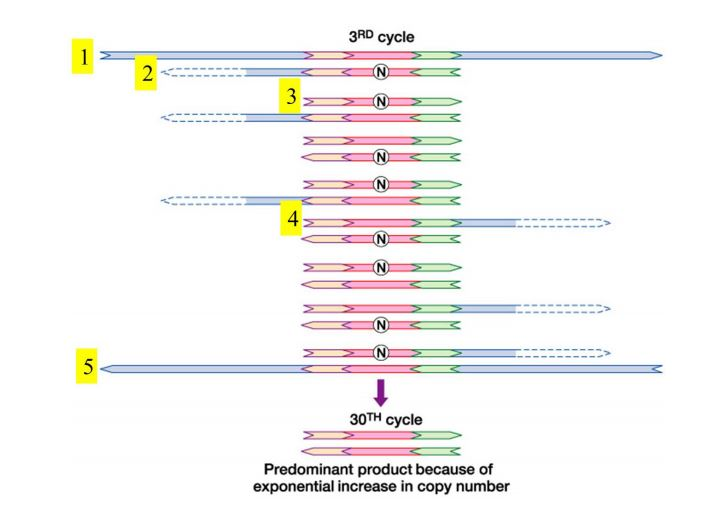 Solved After 30-cycle PCR amplification, please calculate | Chegg.com