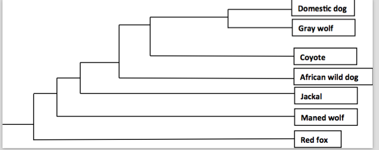 Solved Redraw the phylogenetic tree of canids to place the | Chegg.com