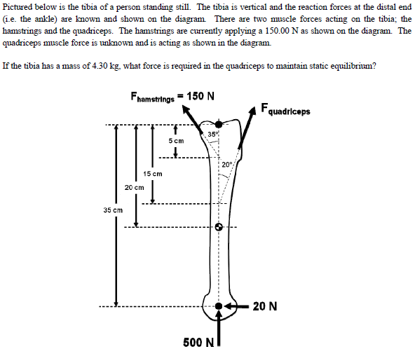 Pictured Below Is The Tibia Of A Person Standing