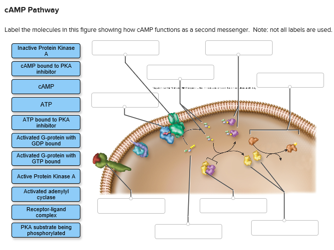 Solved cAMP Pathway Label the molecules In this figure | Chegg.com Solved cAMP Pathway Label the molecules In this figure | Chegg.com