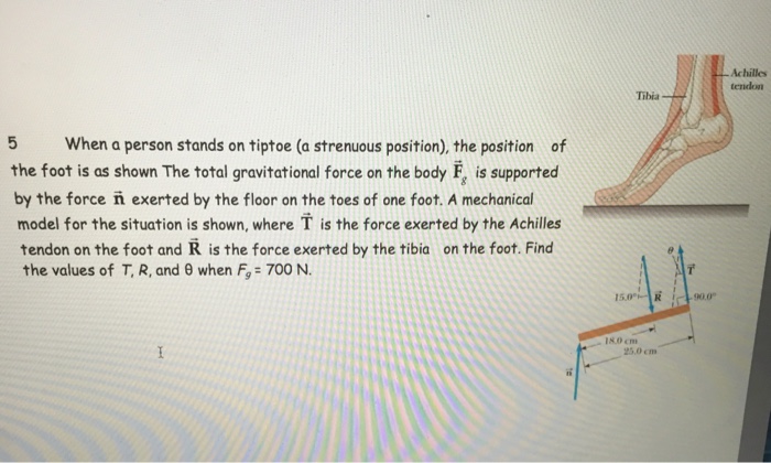 Solved 5 When a person stands on tiptoe (a strenuous | Chegg.com