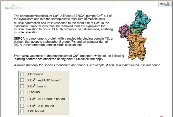 Solved From what you know of the mechanism of Ca2 transport, | Chegg.com