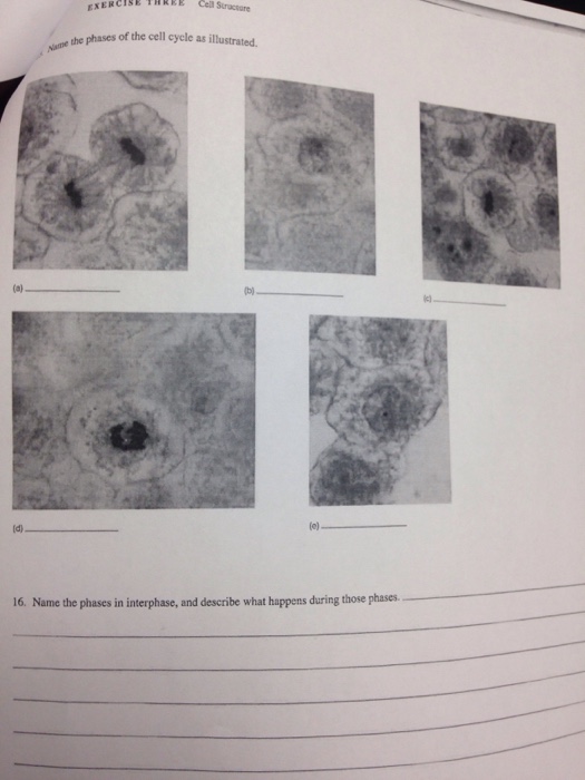 Solved Exercise 3 Cell Structure Name Tacabac 1. Cells in | Chegg.com