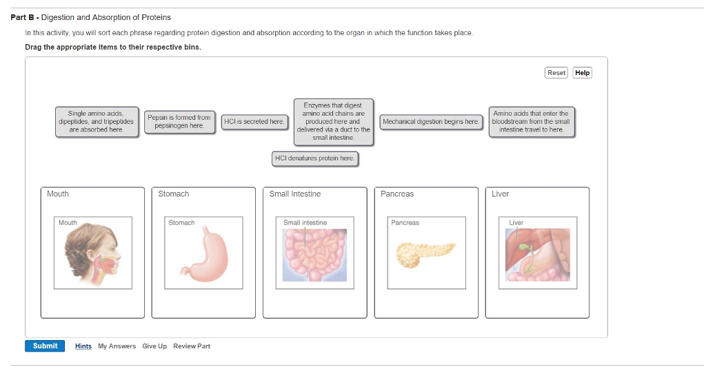 Solved Digestion and Absorption of Proteins In this | Chegg.com