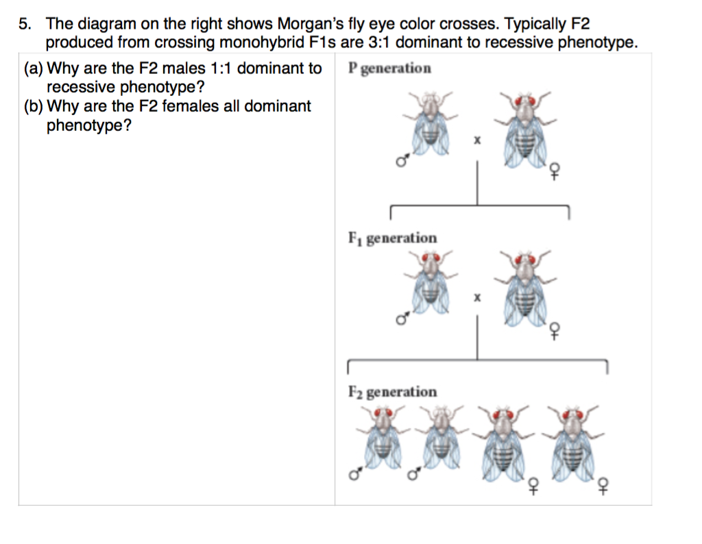 Solved 5. The diagram on the right shows Morgan's fly eye | Chegg.com