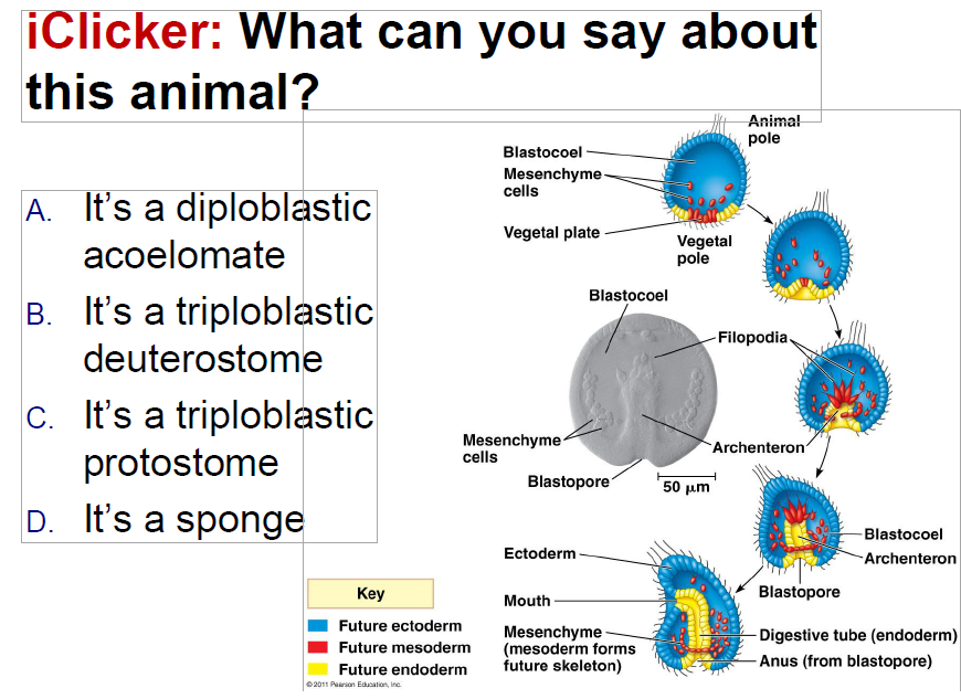 Solved ¡Clicker: What can you say about this animal? A. It | Chegg.com