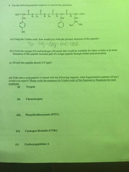 1 Use the following peptide sequence to answer the | Chegg.com