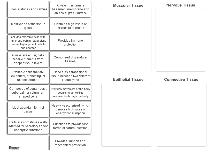 Tissue class characteristics | Chegg.com