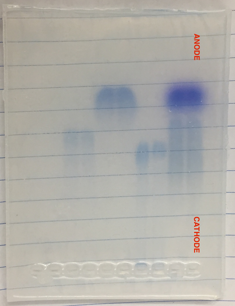 Solved ANODE CATHODE | Chegg.com