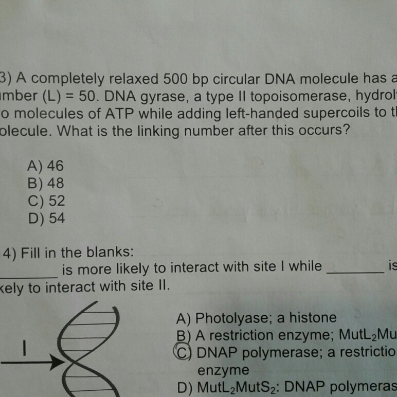 Solved 3) A completely relaxed 500 bp circular DNA molecule | Chegg.com
