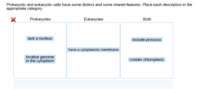 Solved Prokaryotic and eukaryotic cells have some distinct | Chegg.com