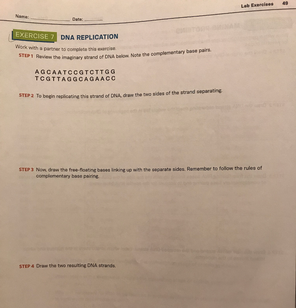 Solved Lab Exercises 49 Name: Date: DNA REPLICATION rk with | Chegg.com