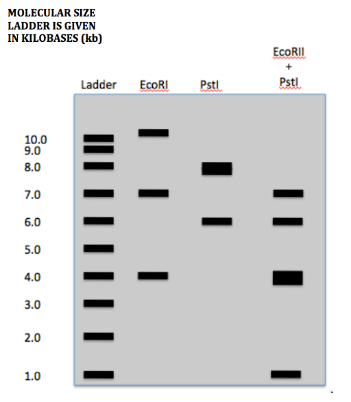 Solved Draw A Linear Restriction Enzyme Map Of The Phage Dna 