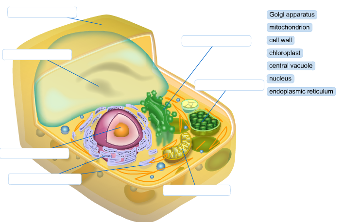 Nucleoplasm Plant Cell