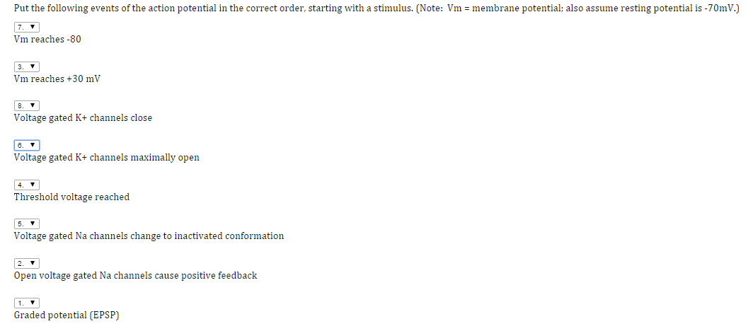 Solved Put the following events of the action potential in | Chegg.com