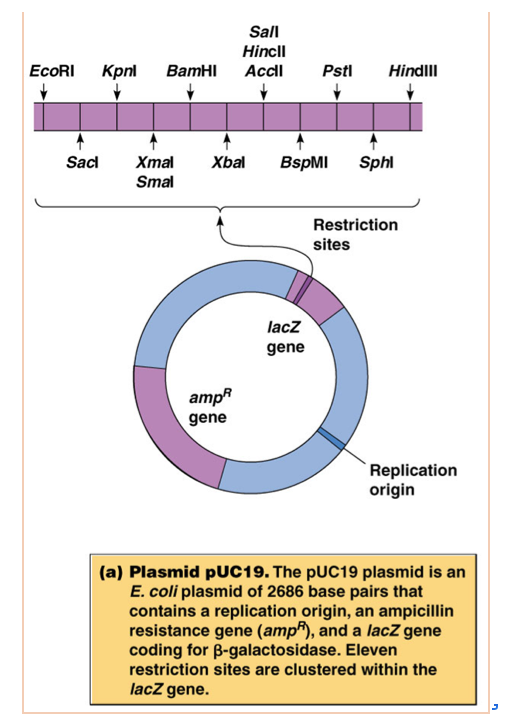 Solved Describe each step in detail of performing genetic | Chegg.com