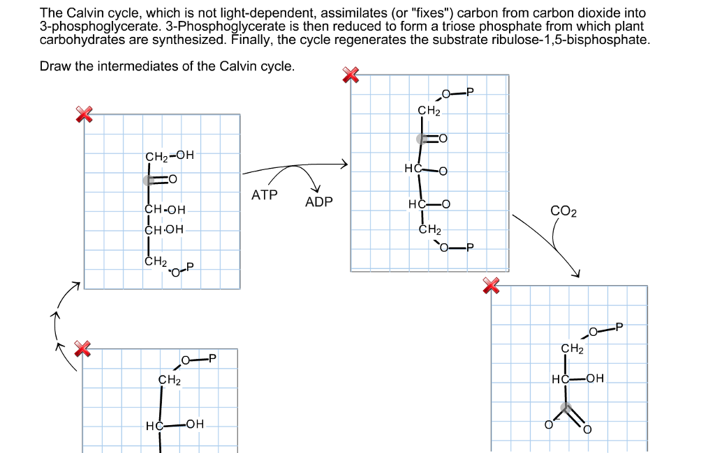 Solved The Calvin cycle, which is not light-dependent, | Chegg.com