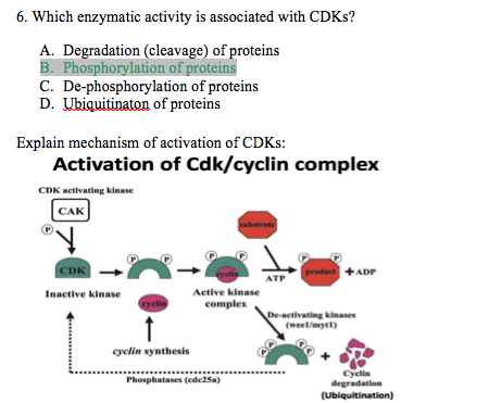 Solved Which enzymatic activity is associated with CDKs? A. | Chegg.com