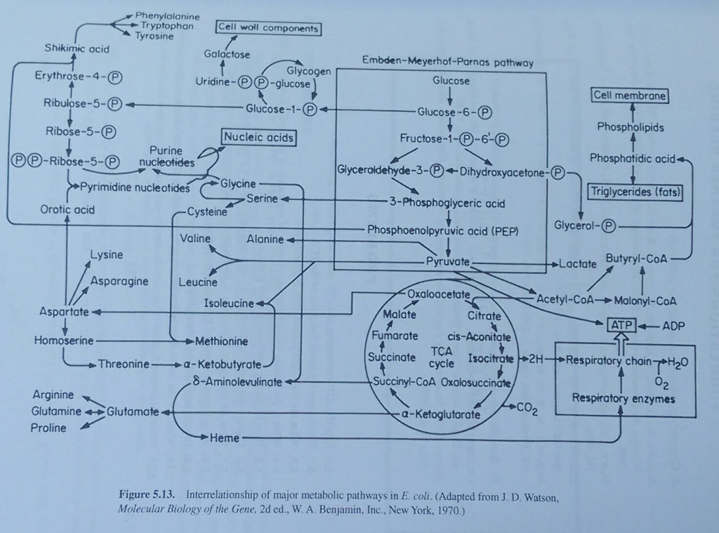 Solved a) Isozymes b) Concerted Feedback Es c) Sequential | Chegg.com