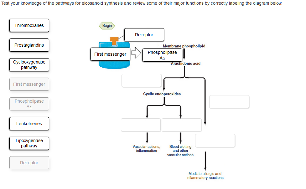 Solved Test your knowledge of the pathways for eicosanoid | Chegg.com