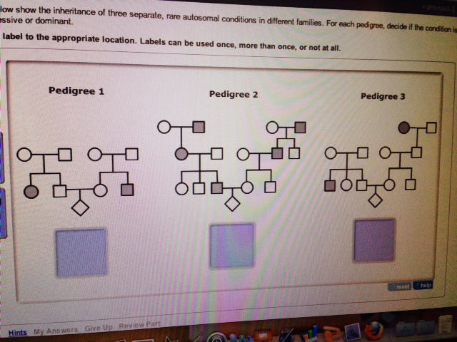 Solved Show The Inheritance Of Three Separate Rare