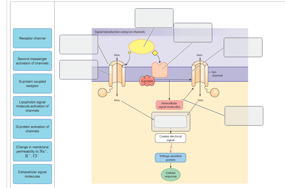 Solved Signal transduction using ion channels Receptor | Chegg.com