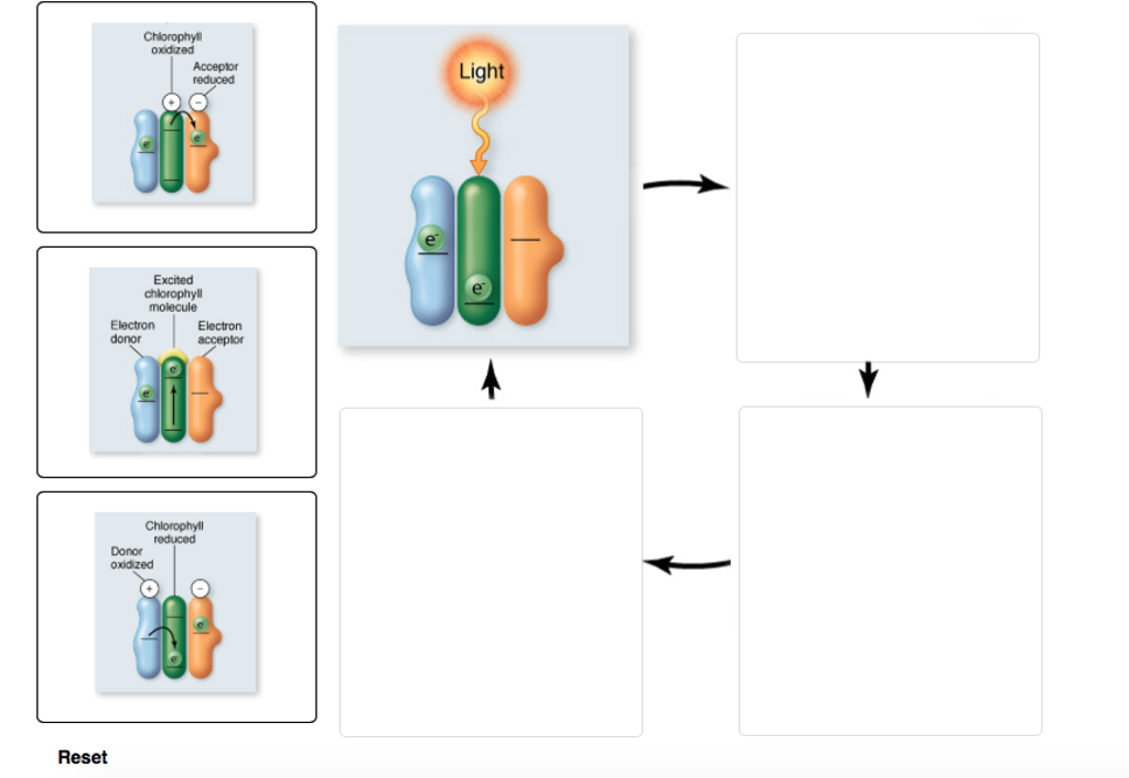Solved Function of the Reaction Center When a chlorophyll | Chegg.com