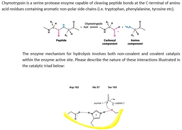 Solved Chymotrypsin is a serine protease enzyme capable of | Chegg.com