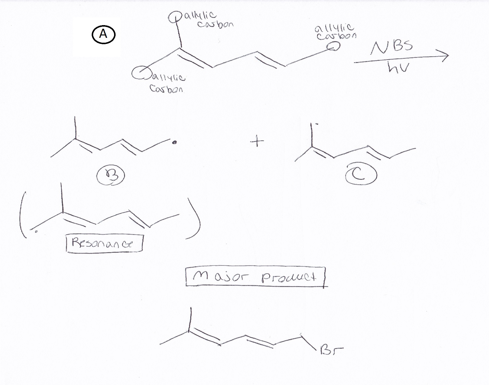 Solved Bromination of 2-Methylhexa-2,4-diene with NBS/Light: | Chegg.com