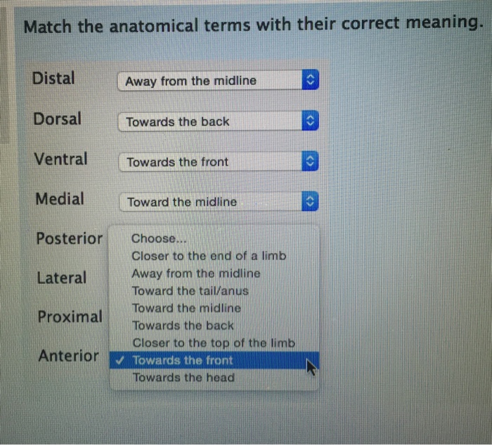 Solved Match the anatomical terms with their correct | Chegg.com