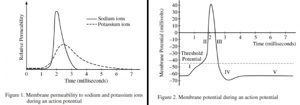 Solved A scientist studying the effect of a stimulus on a | Chegg.com