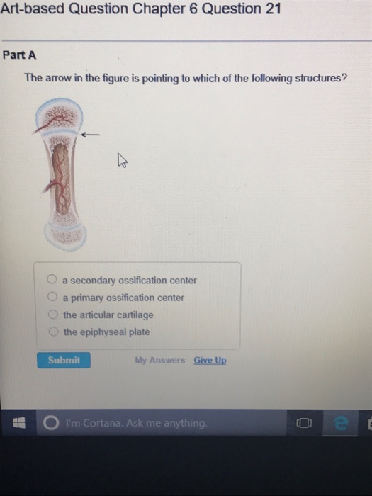 Solved The arrow in the figure is pointing to which of the | Chegg.com