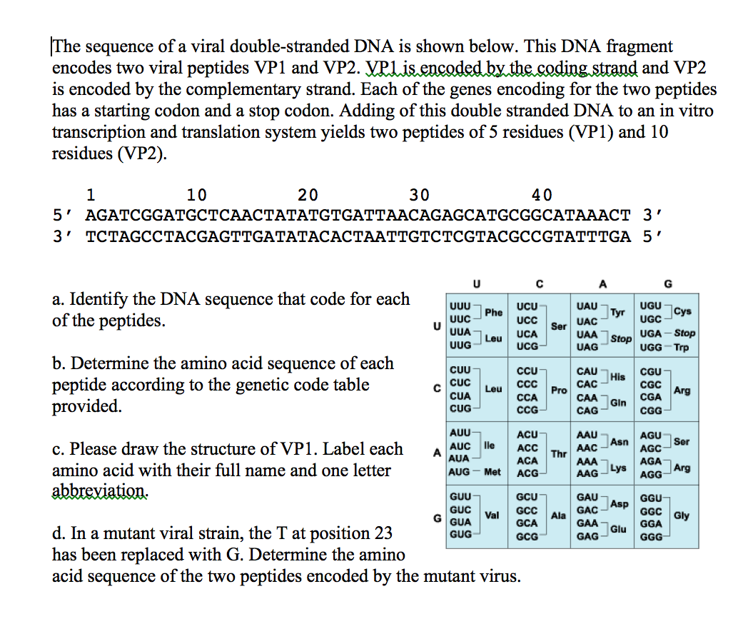 Solved The sequence of a viral double-stranded DNA is shown | Chegg.com